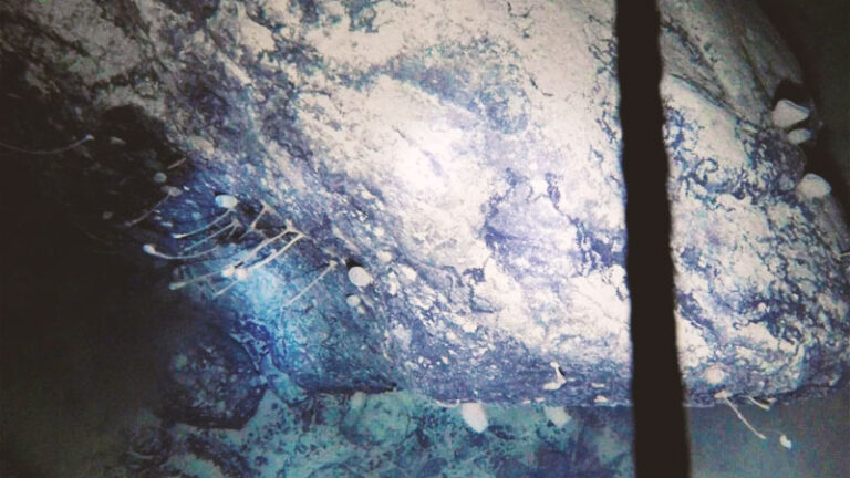 Mysterious Lifeforms Have Been Found Beneath Antarctica • CuriouStuff
